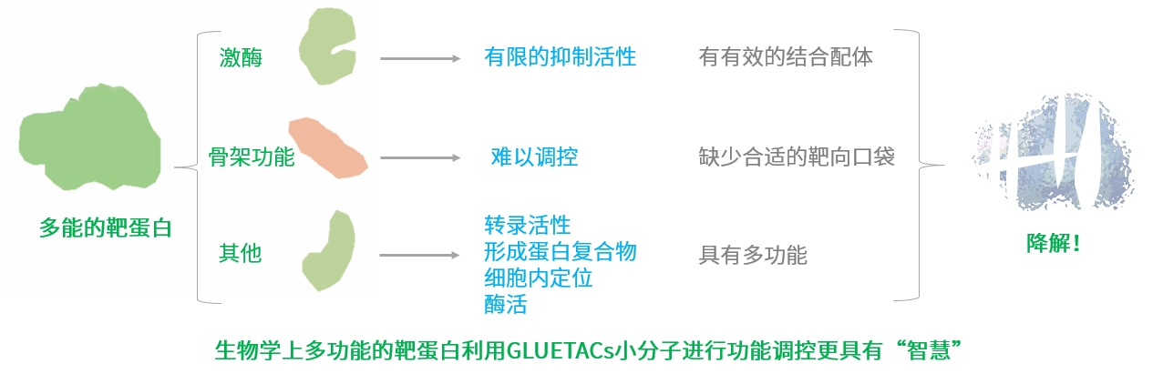 2. 如何设计具有口服特性的GLUETACs小分子更精准，更有效降解特定靶蛋白?